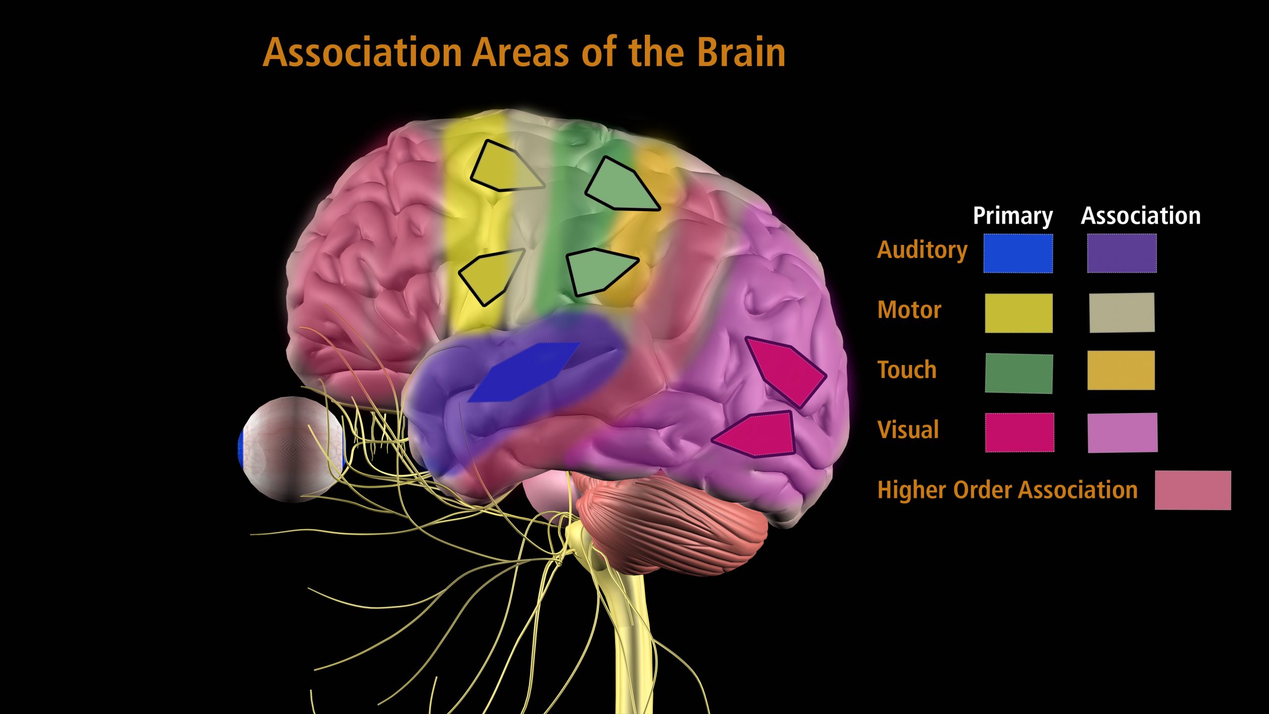 Association Areas Of The Brain