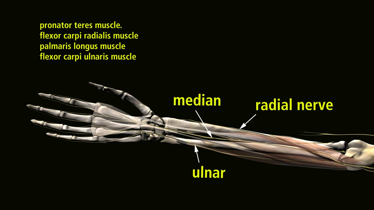 Wrist and Hand Nerve Injury Continuing Education Course - healthclick blog