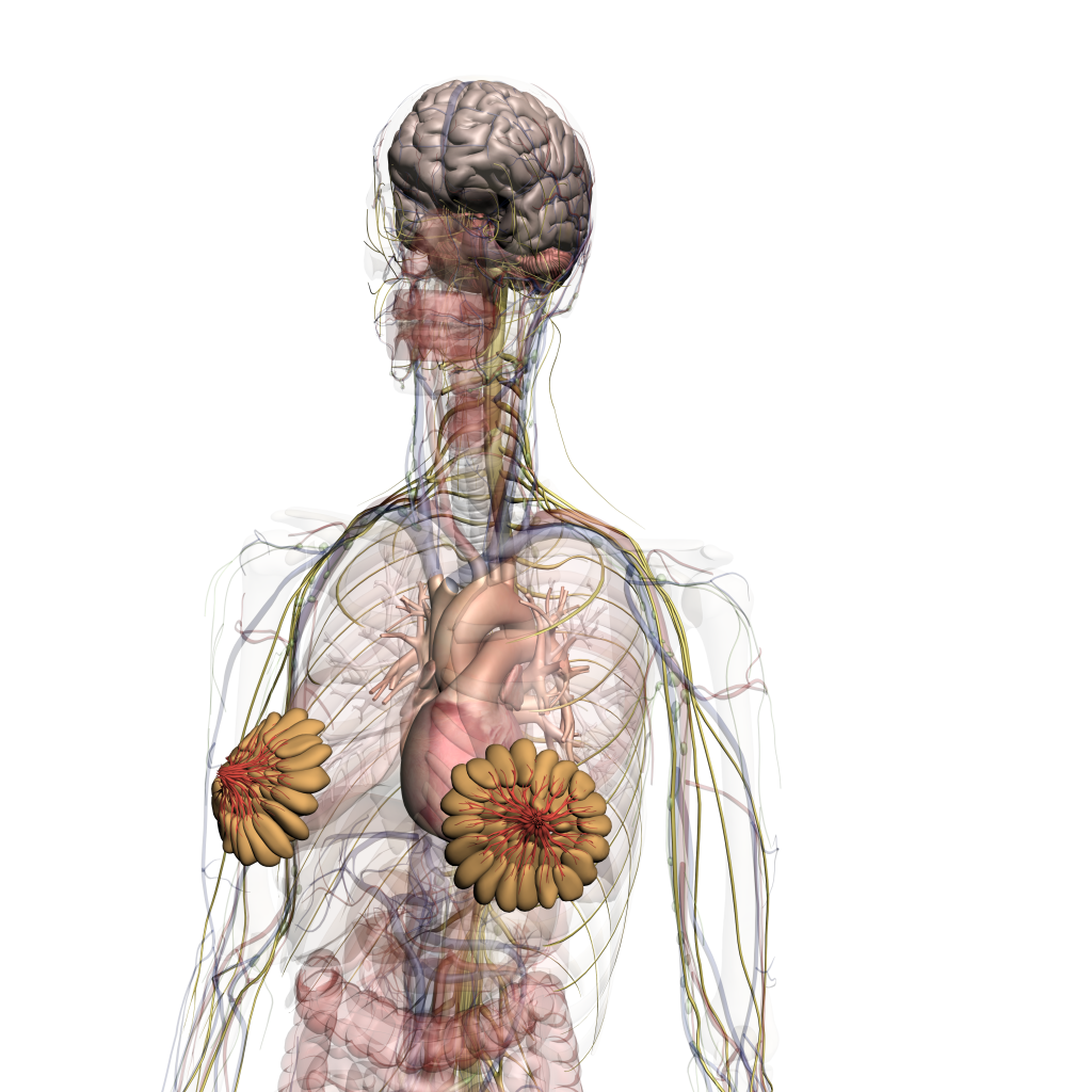 Microvascular breast reconstruction - Cancer Rehab Continuing Education ...