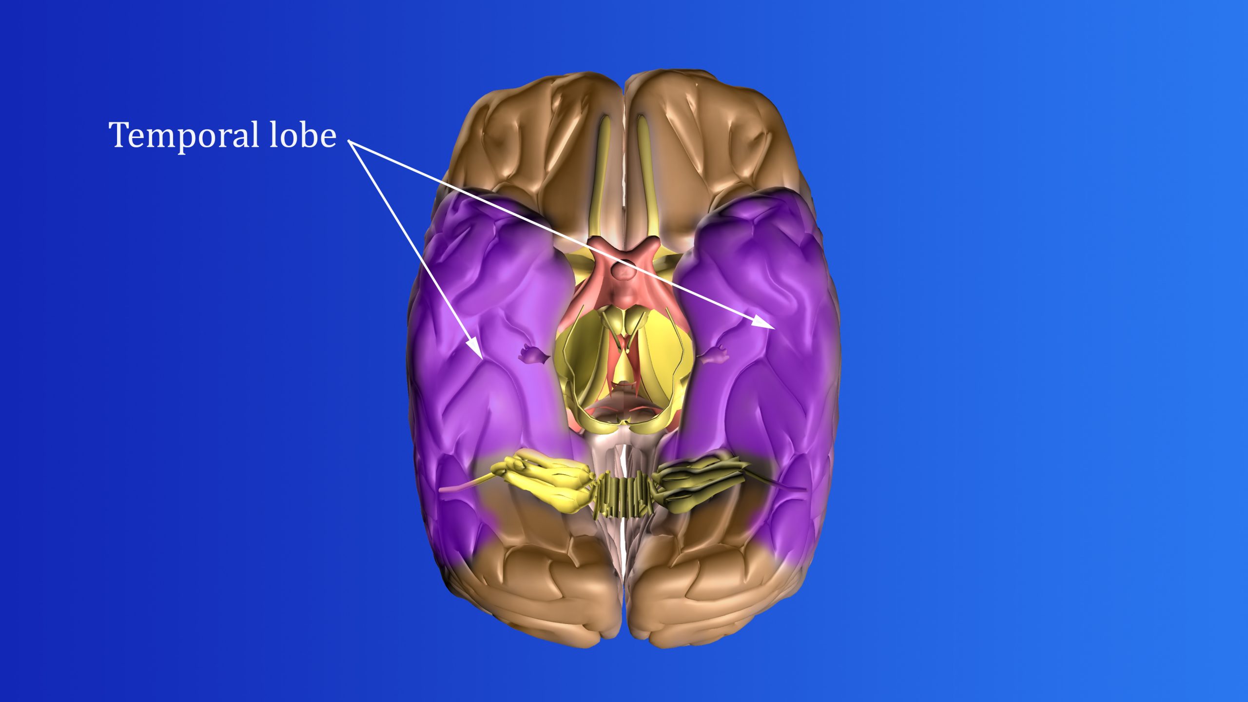 PT Stroke Continuing Education Course
