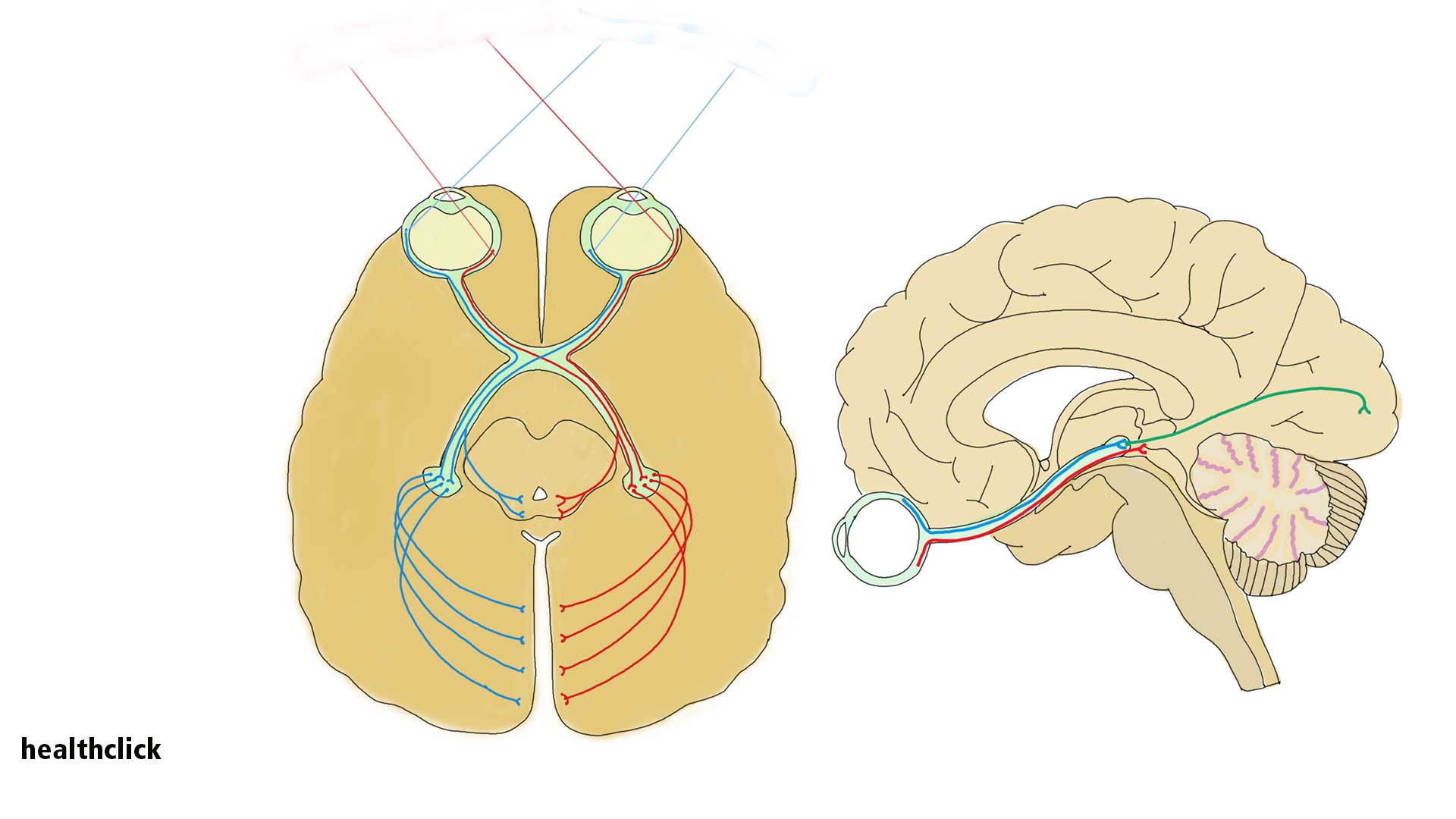 The Saccade Test for the Post-Concussive Patient - healthclick blog